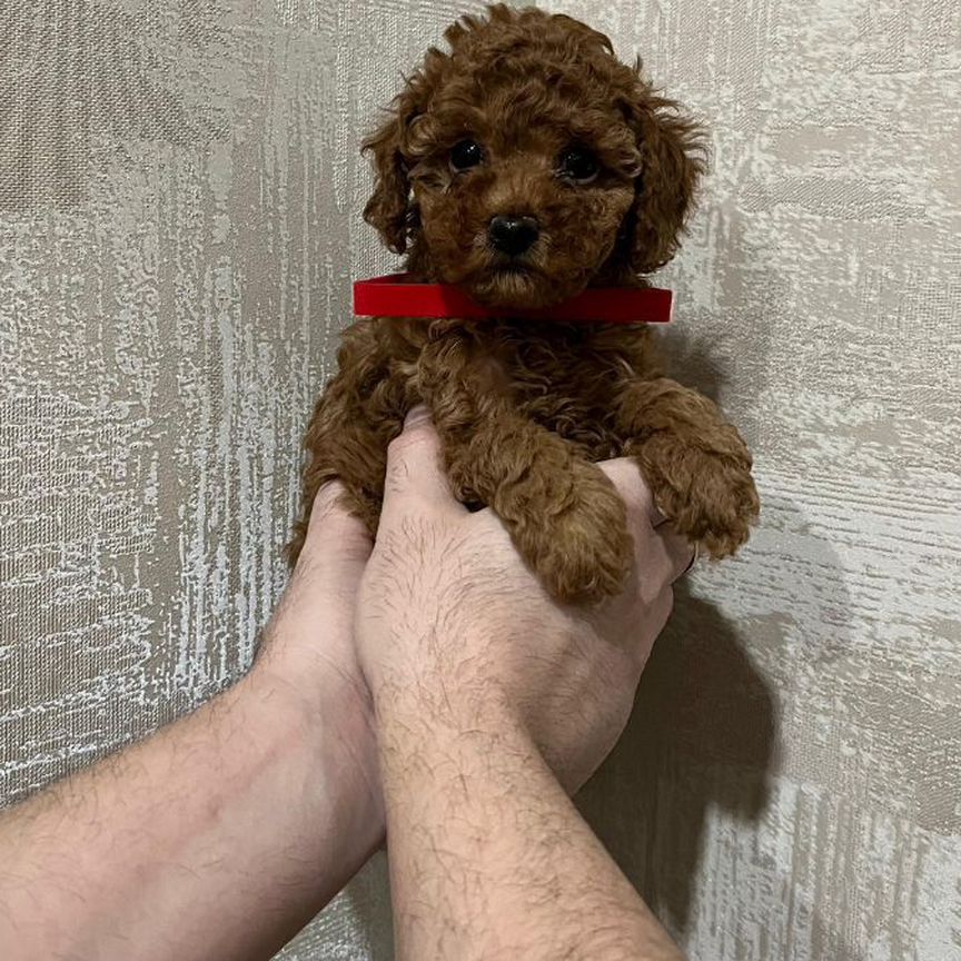 Той-пудель, щенок