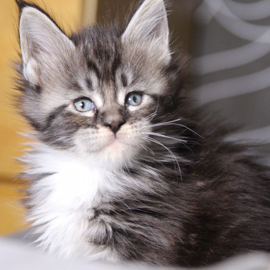 Мейн-кун котёнок