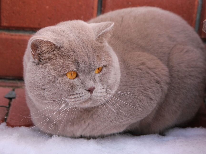 Британский лиловый кот