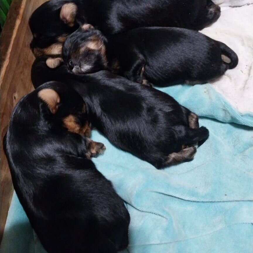 Щенки Йоркширского терьера