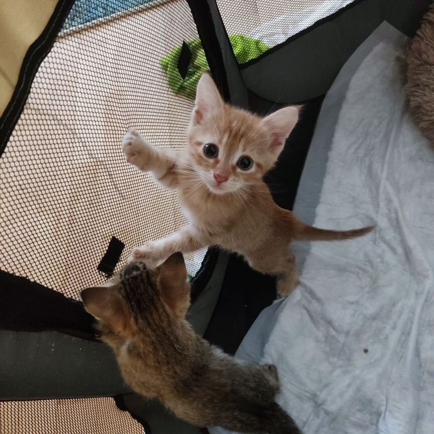 Котята в добрые руки бесплатно