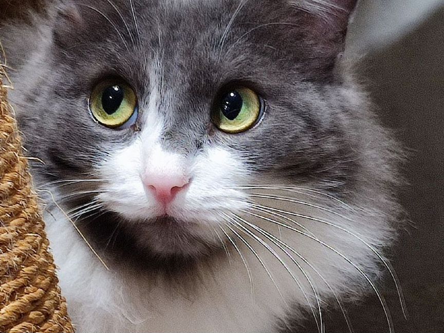 Пушистая дымчатая кошечка