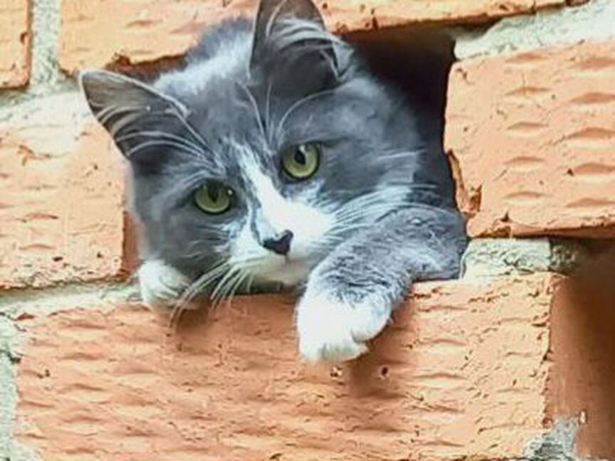 Прекрасные котята