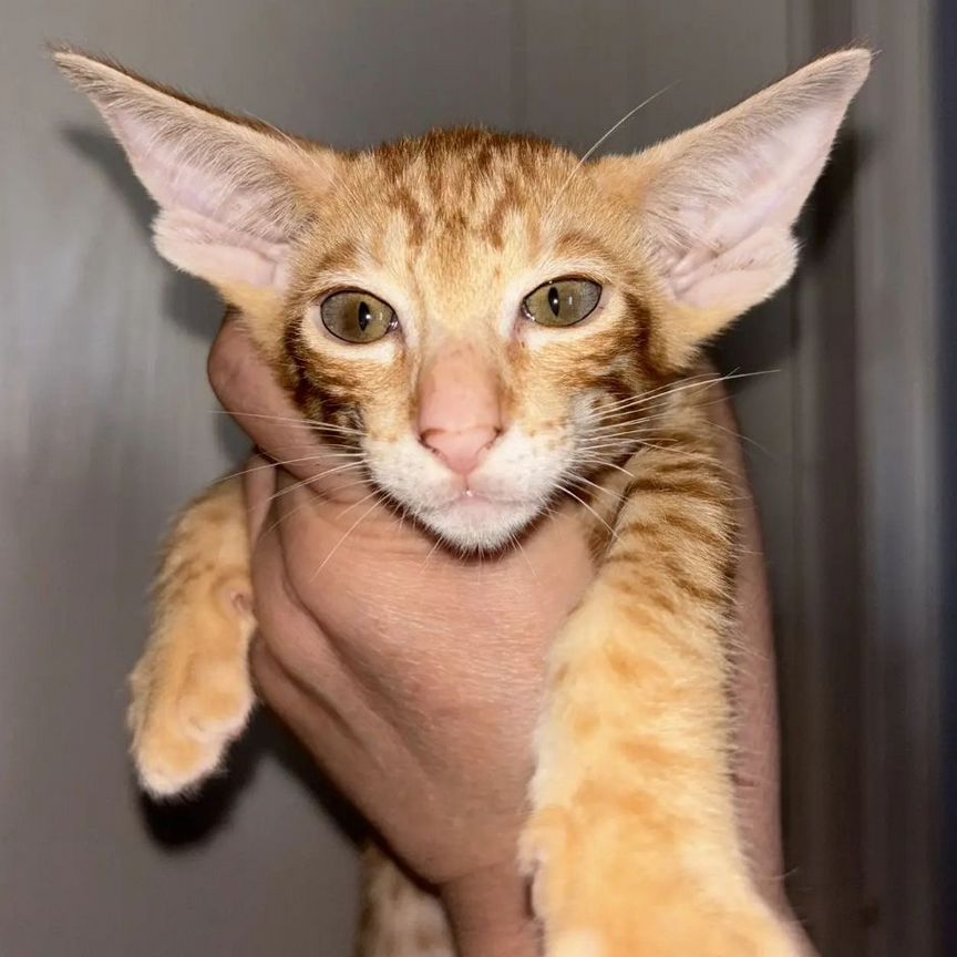 Ориентальный котёнок