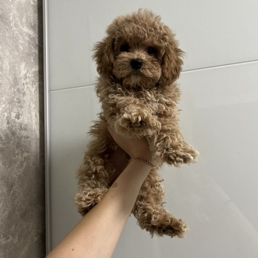 Мальтипу ф1 мальчик Корея/Китай