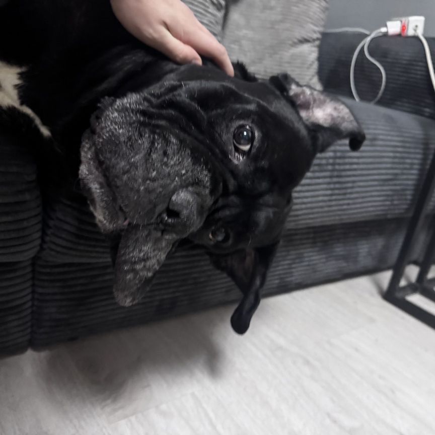 Кане-корсо, взрослый пёс