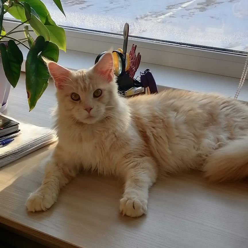 Взрослый кот мейн-кун