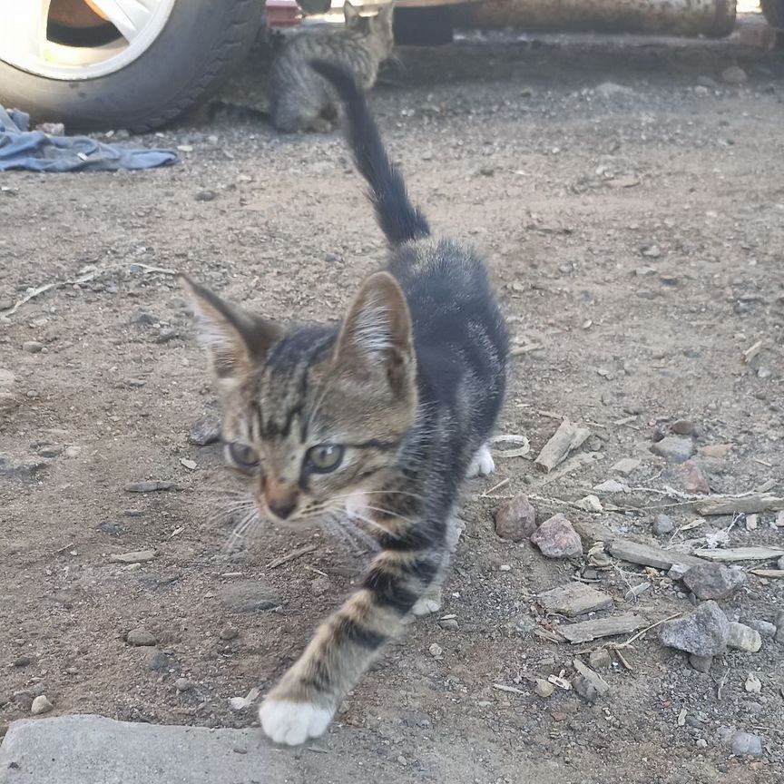Котята