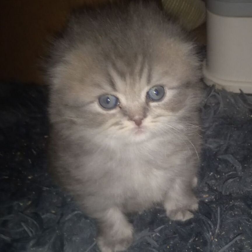 Шотландский вислоухий длинношёрстный котёнок