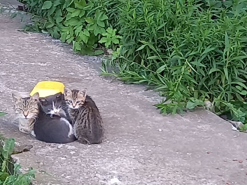 Очаровашки ищут дом