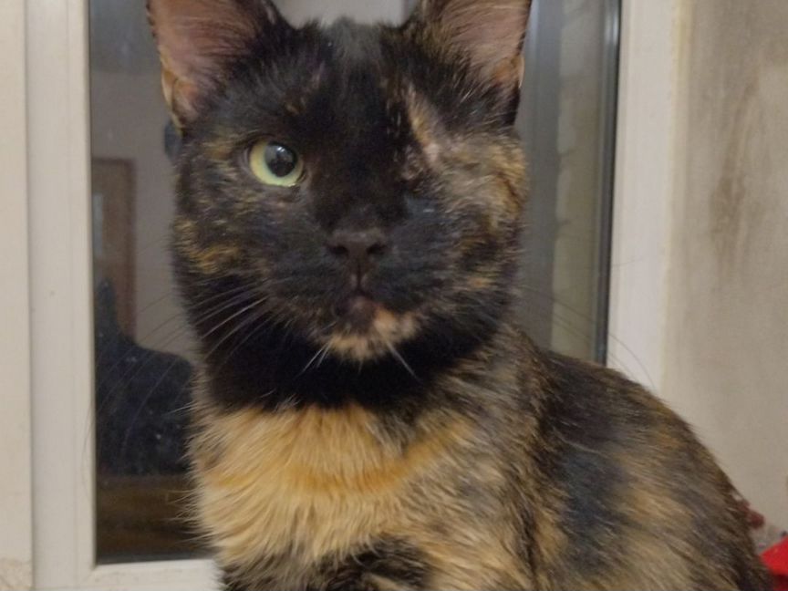 Настрадавшаяся девочка в поиске дома