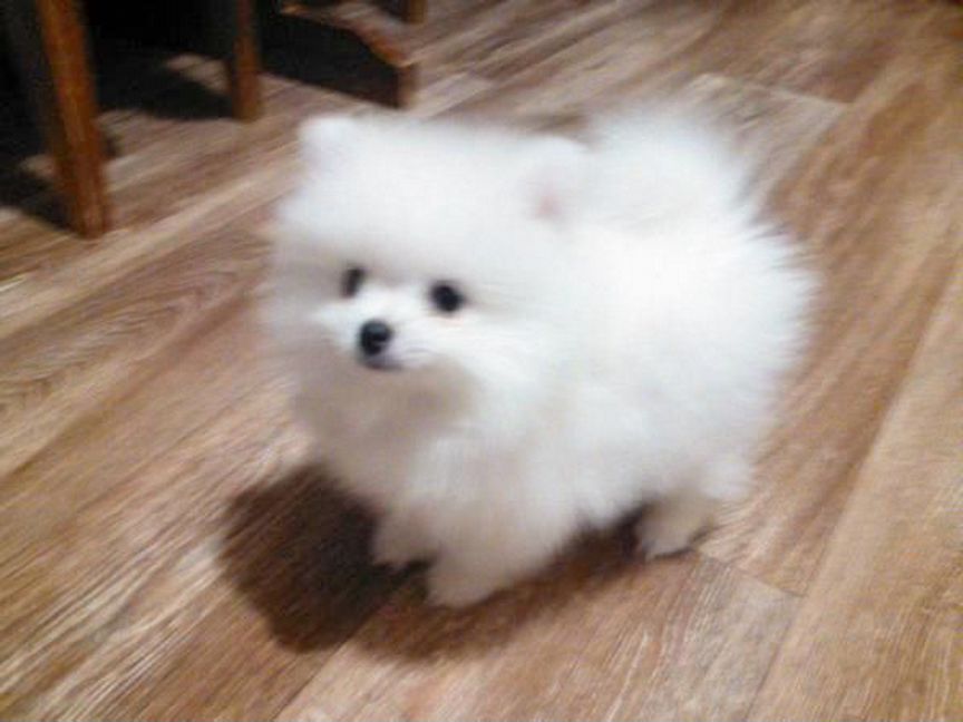 Шпиц малюсенький мальчишка