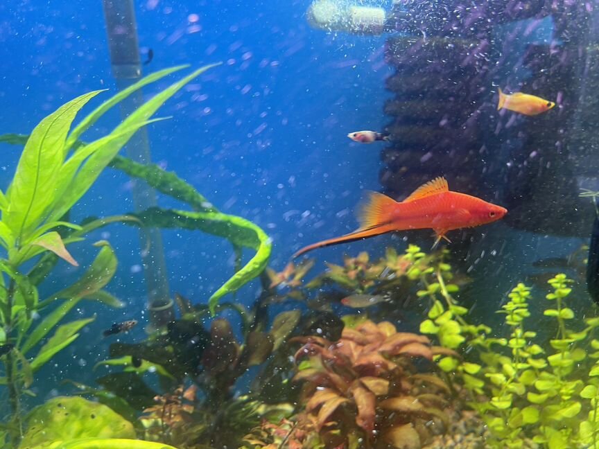 Рыба меченосцы