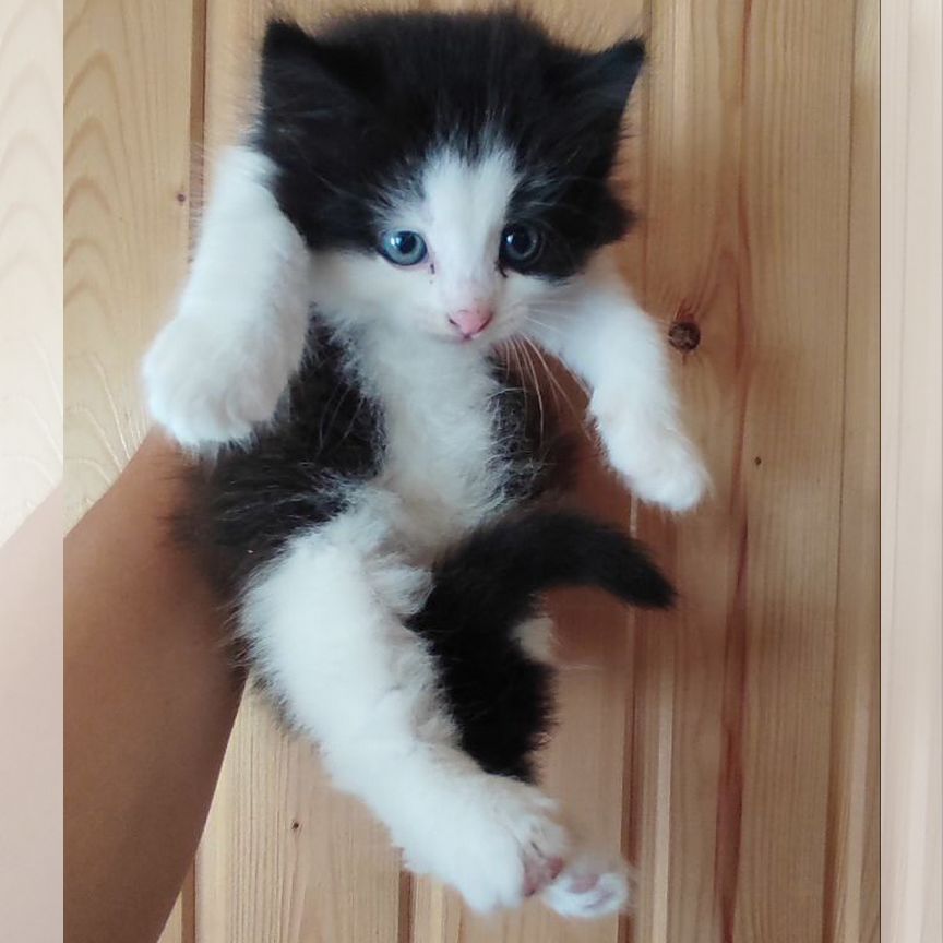 Котята в добрые руки бесплатно