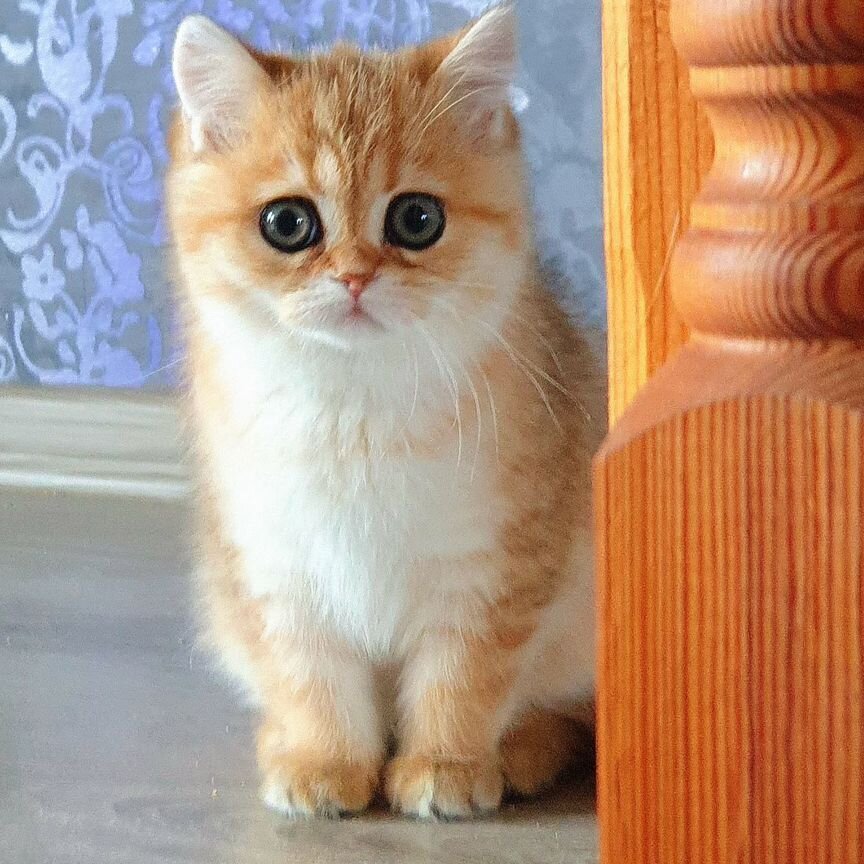 Шотландский прямоухий короткошёрстный котёнок