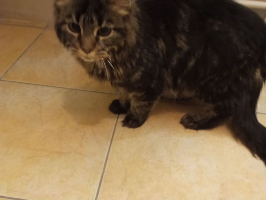 Мейн - кун девочка в хорошие руки