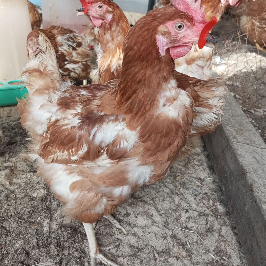 Куры несушки