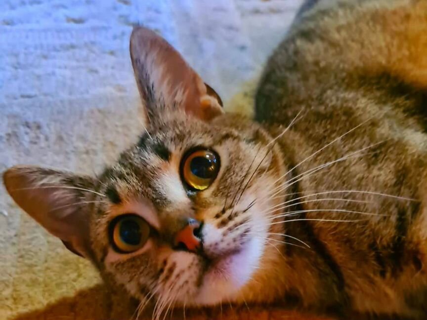 Малышка Мила кошечка в дар полосатая