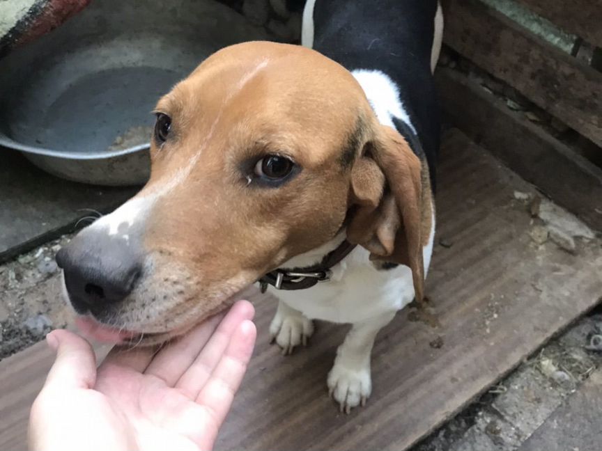 Эстонская гончая