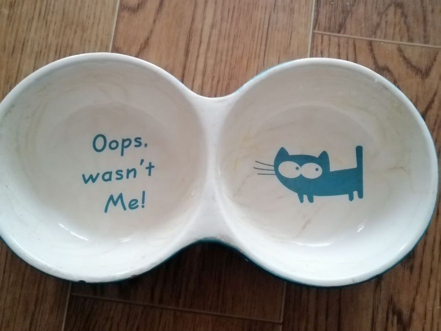 Миски для котят