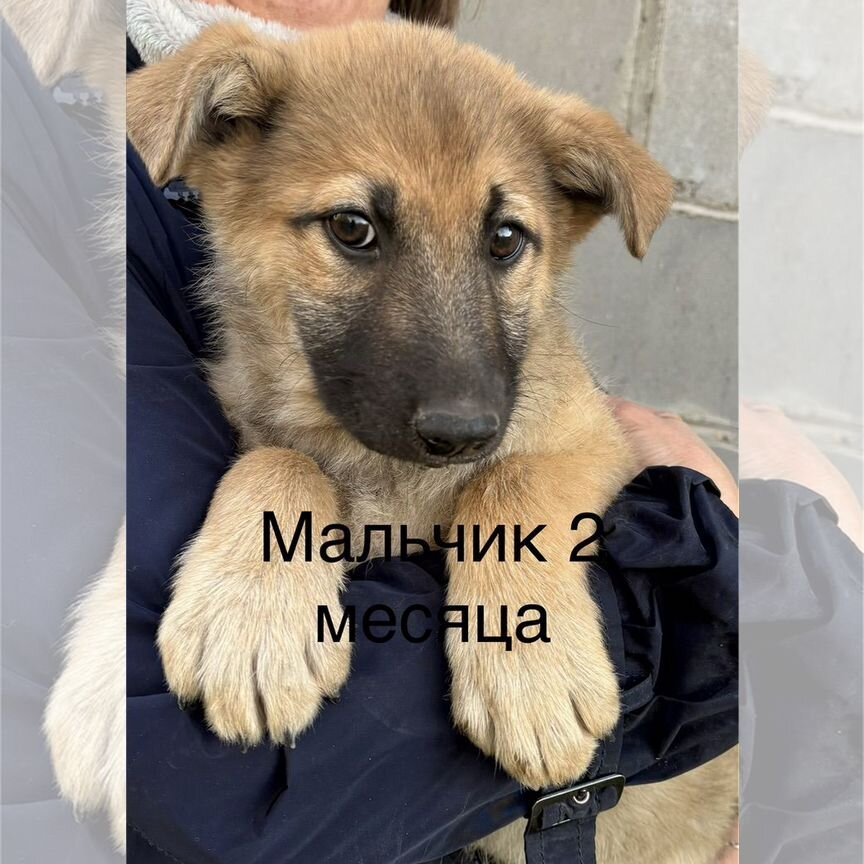 Немецкая овчарка, щенок