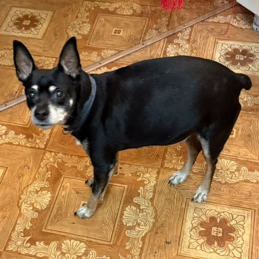 Английский той-терьер, взрослый пёс