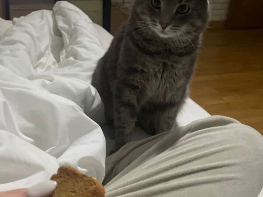 Отдам котика в добрые руки