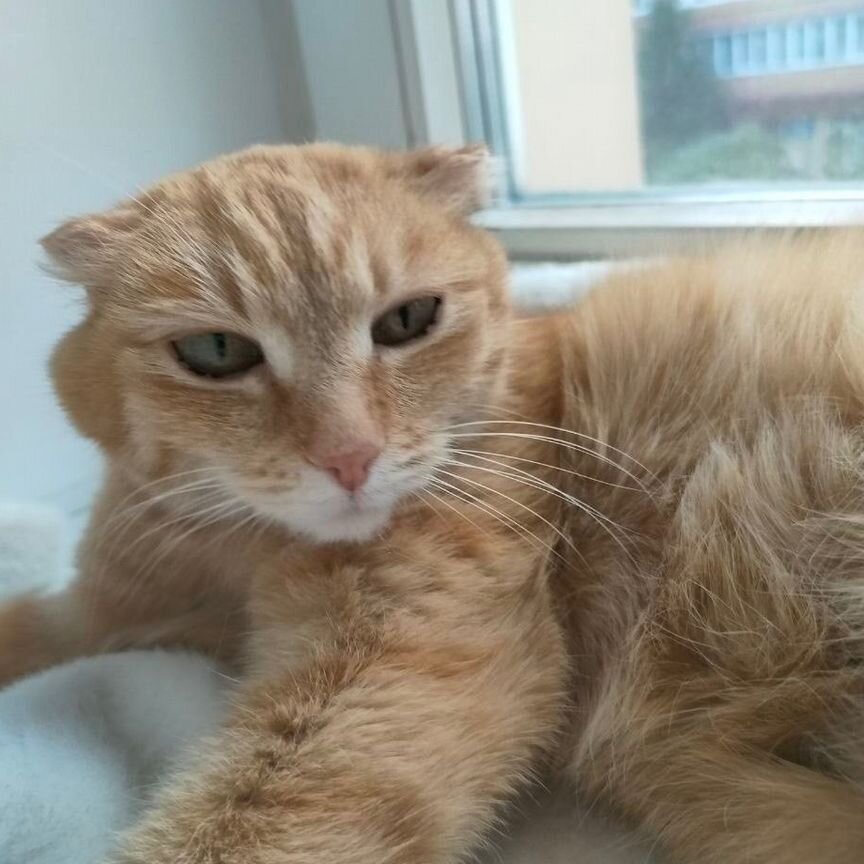 Шотландский вислоухий короткошёрстный котёнок