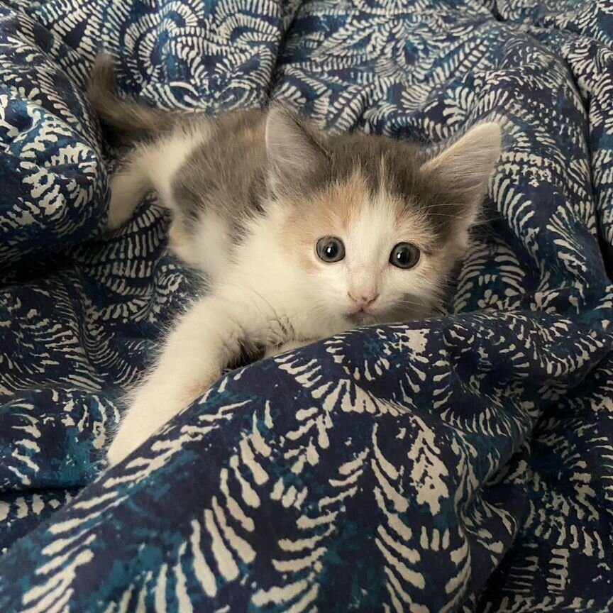Котёнок