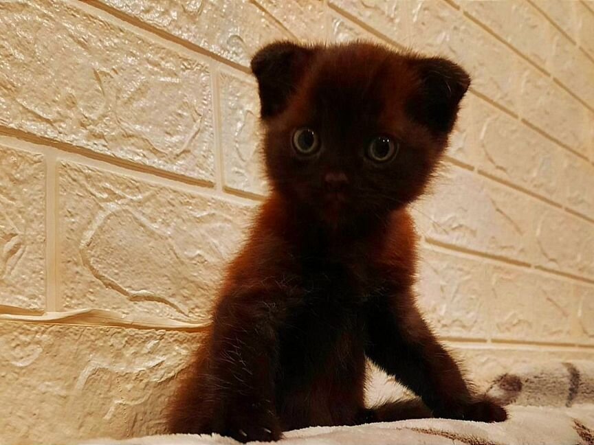 Котенок шотландский шоколадный