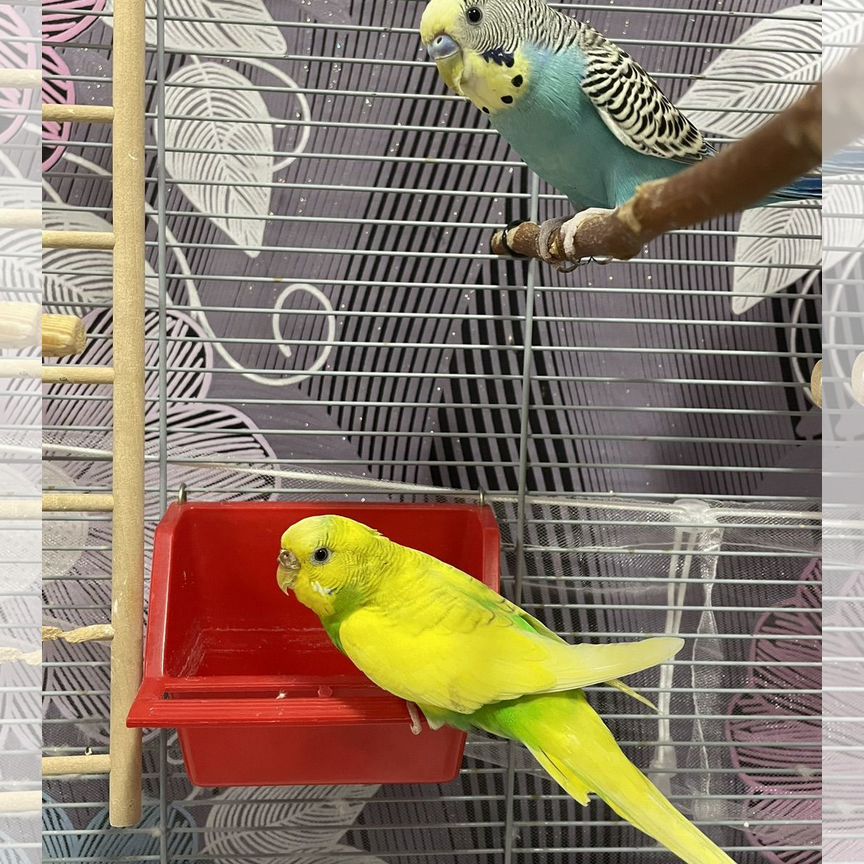 Волнистый попугай с клеткой