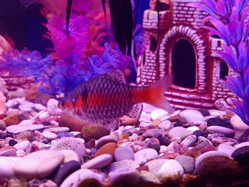 Коралл балянус(Барбус)