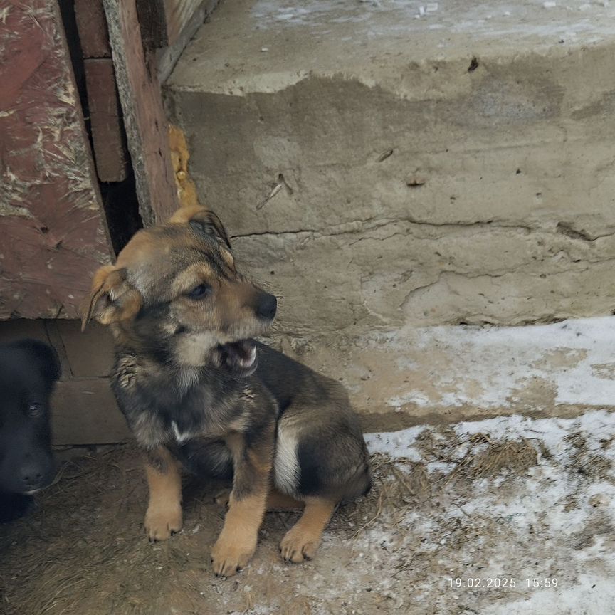 Отдам в добрые руки