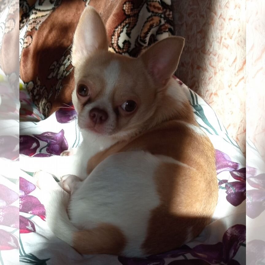 Чихуахуа, взрослый пёс