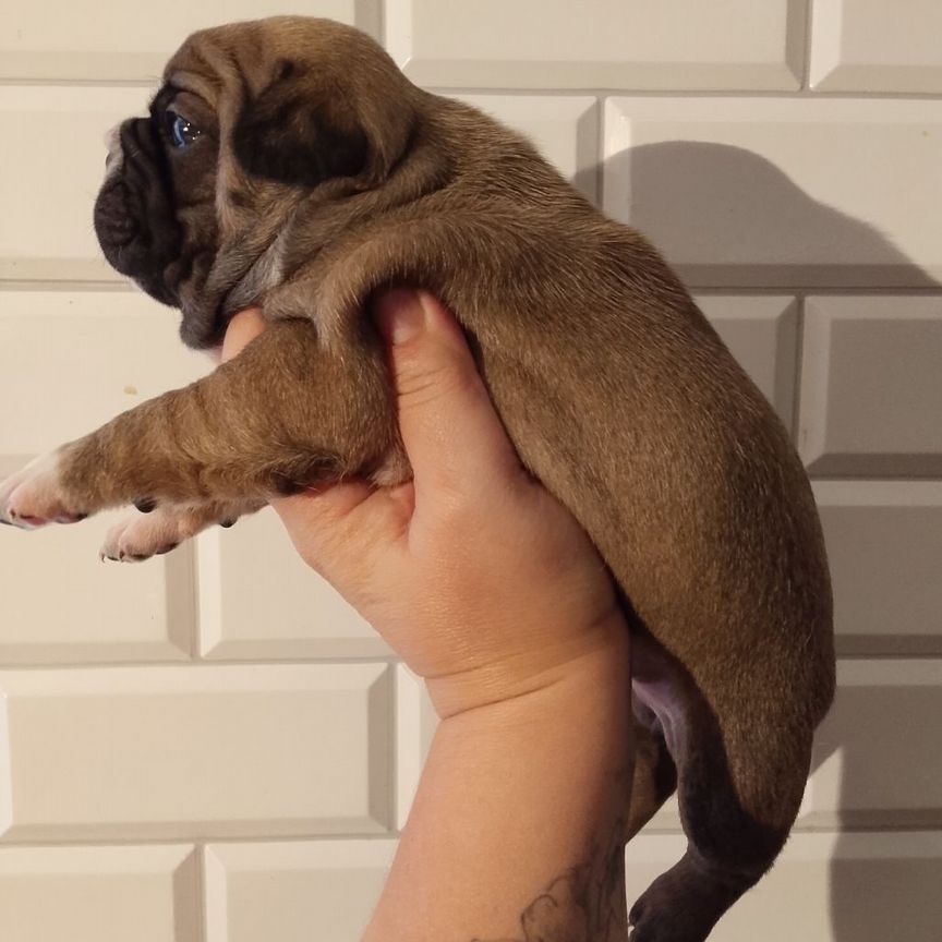 Французский бульдог, щенок