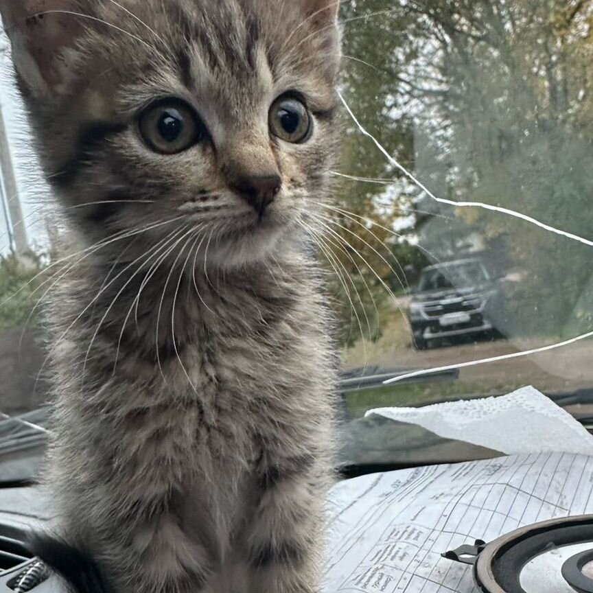 Котенок девочка