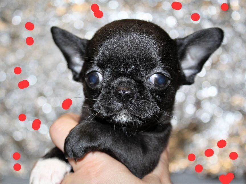 Чихуахуа щенки