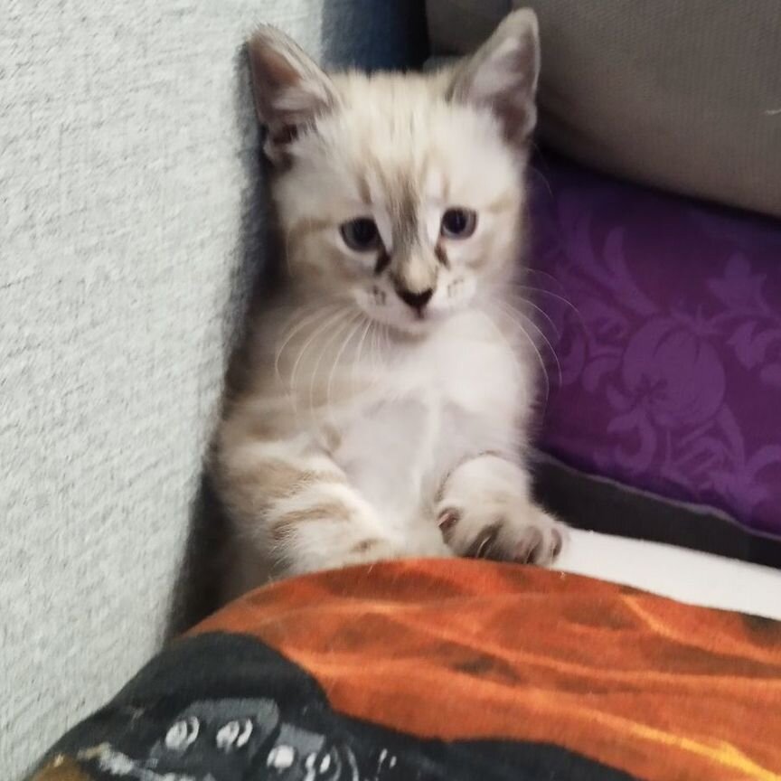 Тайский котёнок