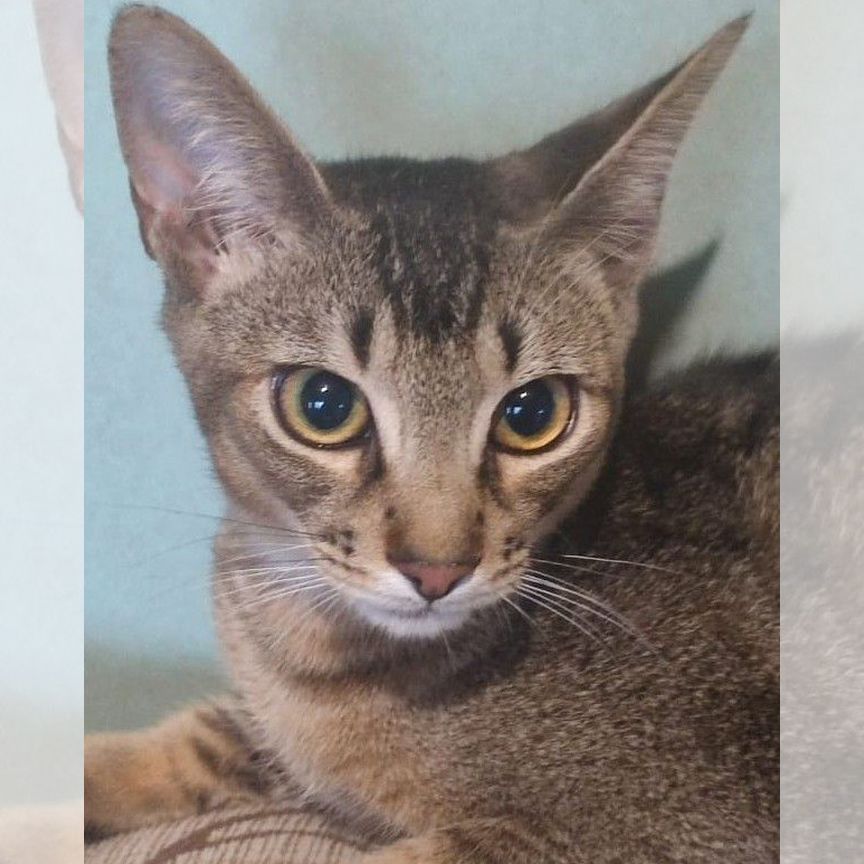 Абиссинский котёнок