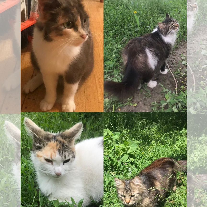 Кошка в дар