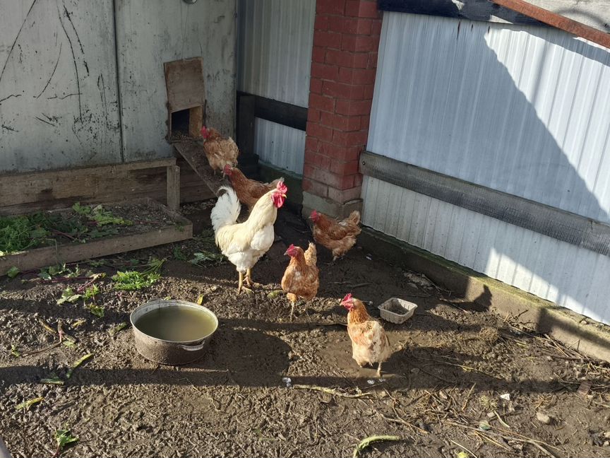 Курицы несушки