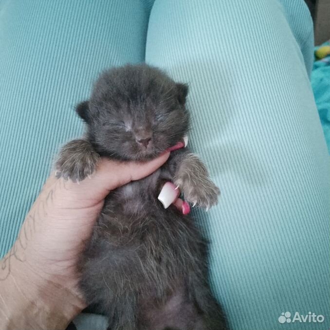 Британские котята бесплатно
