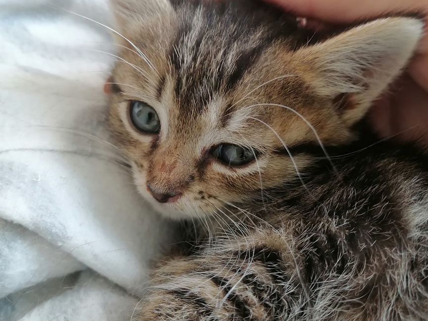 Котенок