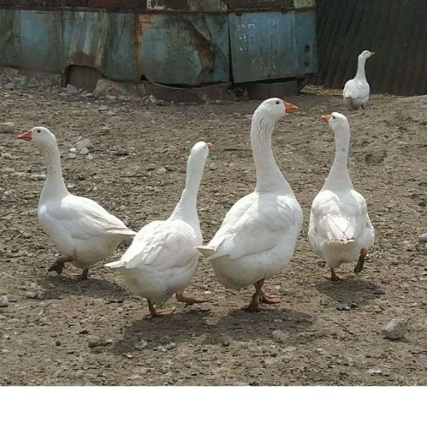 Гуси