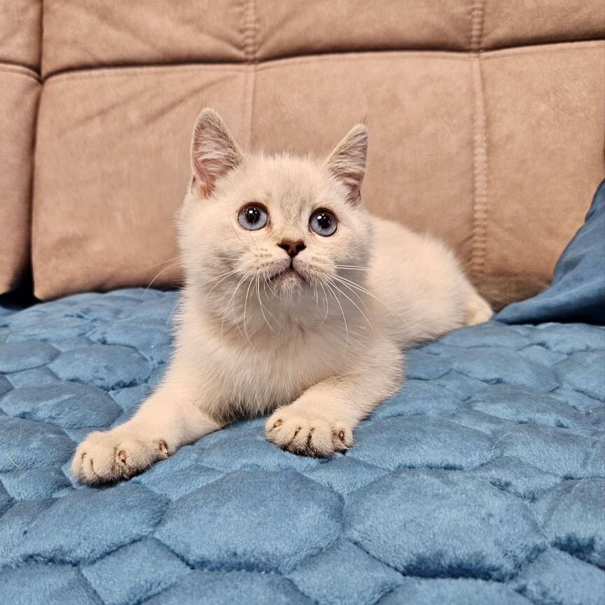 Голубоглазый красавчик