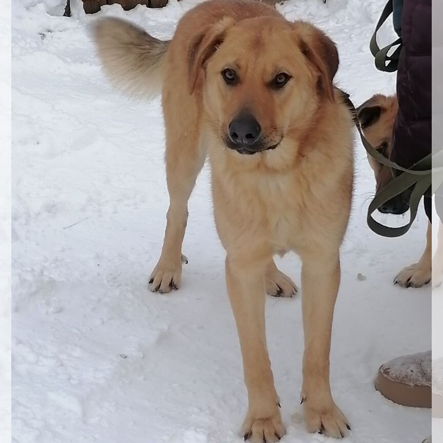 Щенок в добрые руки