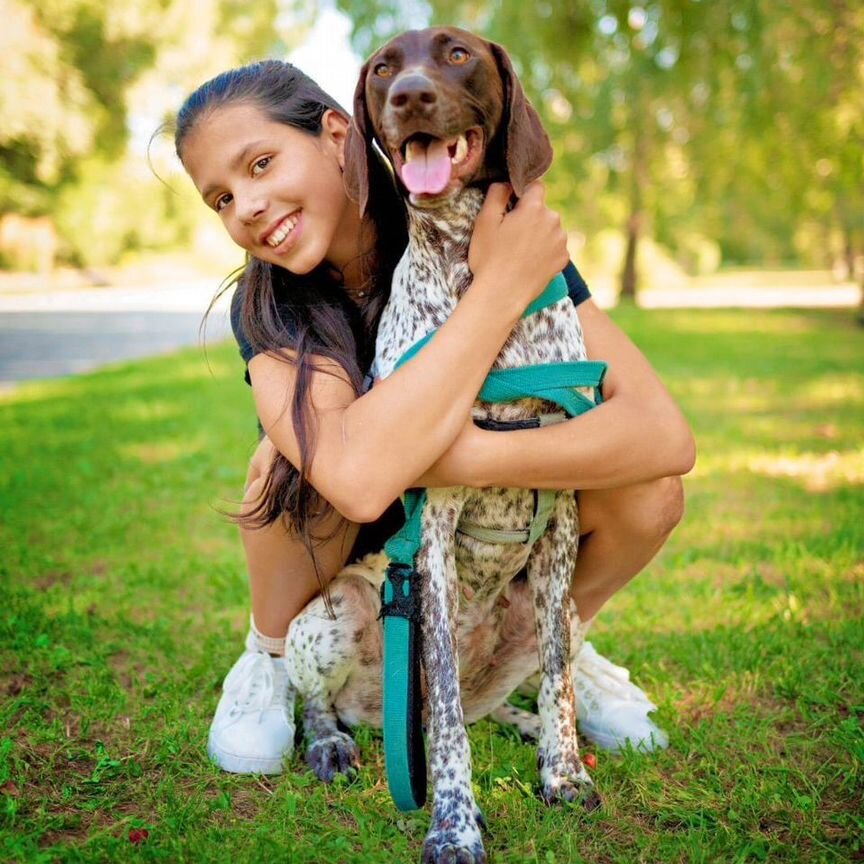 Щенки курцхаара