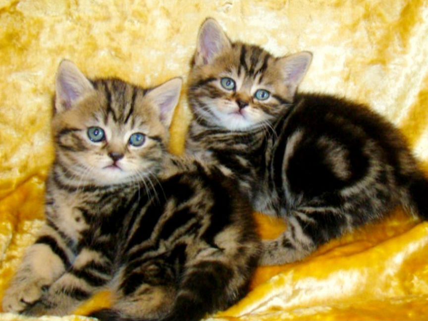 Шотландские котята) Мрамор На Золоте