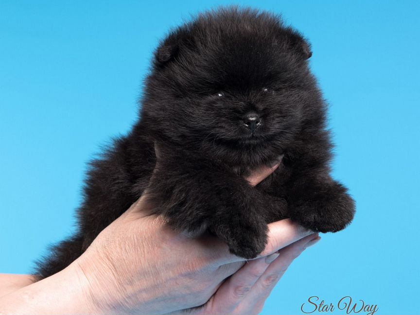 Померанский шпиц мини медвежонок РКФ