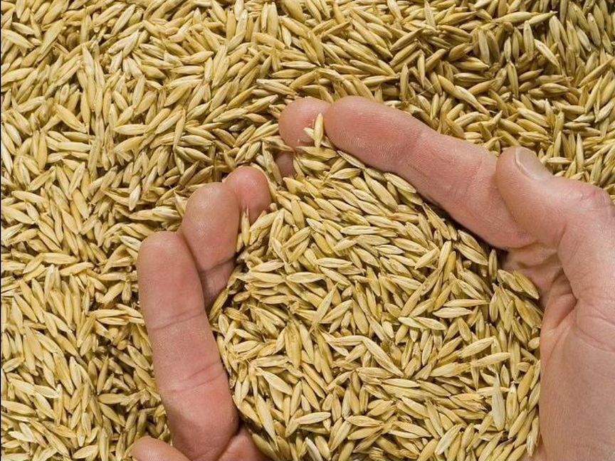 Пшеница яровая, Фуражная пшеница на корм